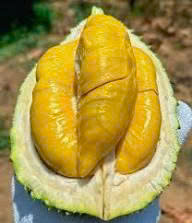 Sầu Riêng MuSang King | SWAY